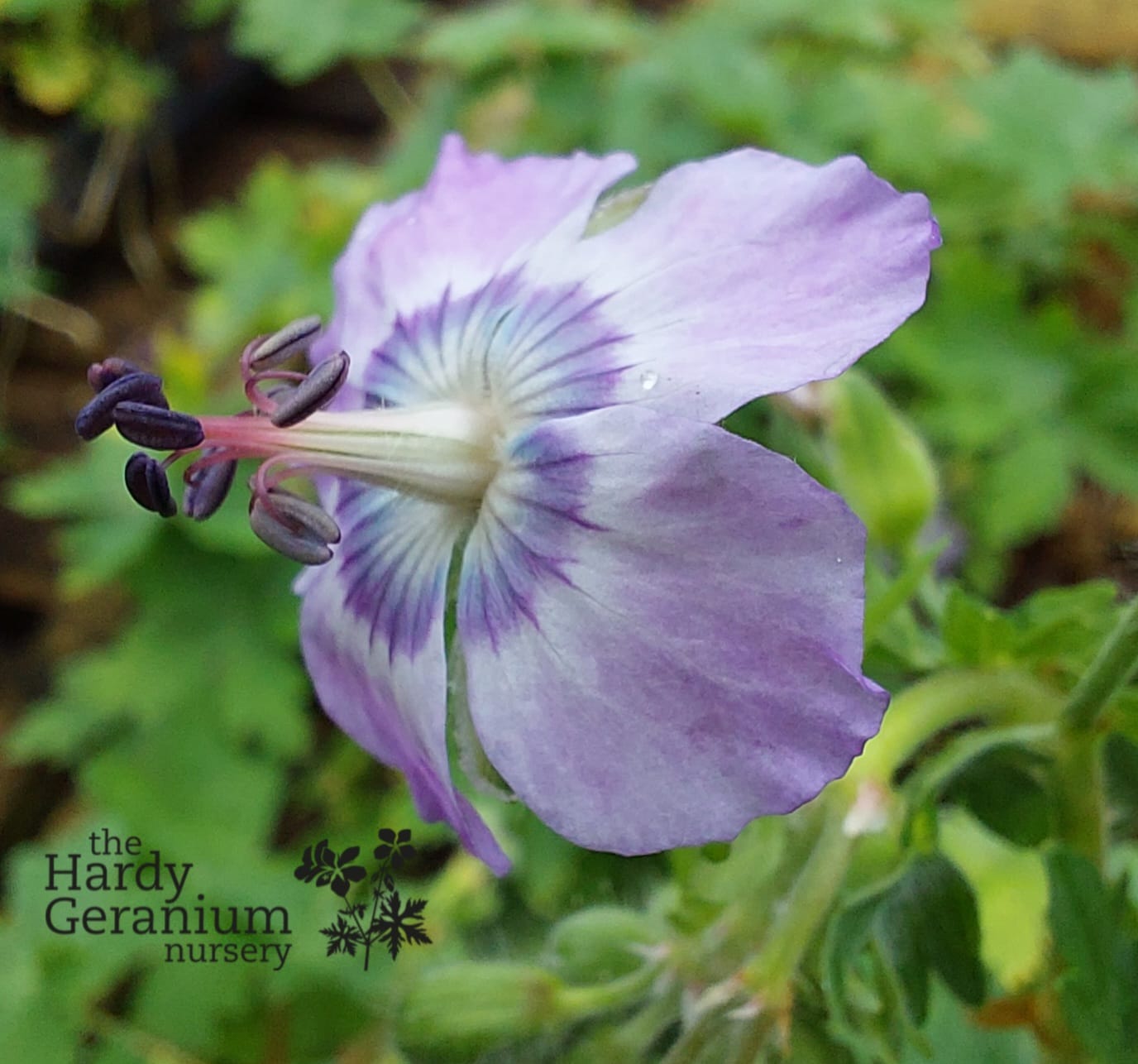 Geranium phaeum ‘Lilacina’ • The Hardy Geranium Nursery