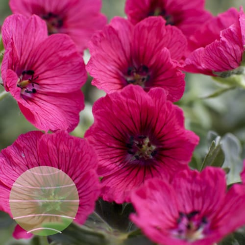 Geranium cinereum 'Jolly Jewel Raspberry' • The Hardy Geranium Nursery
