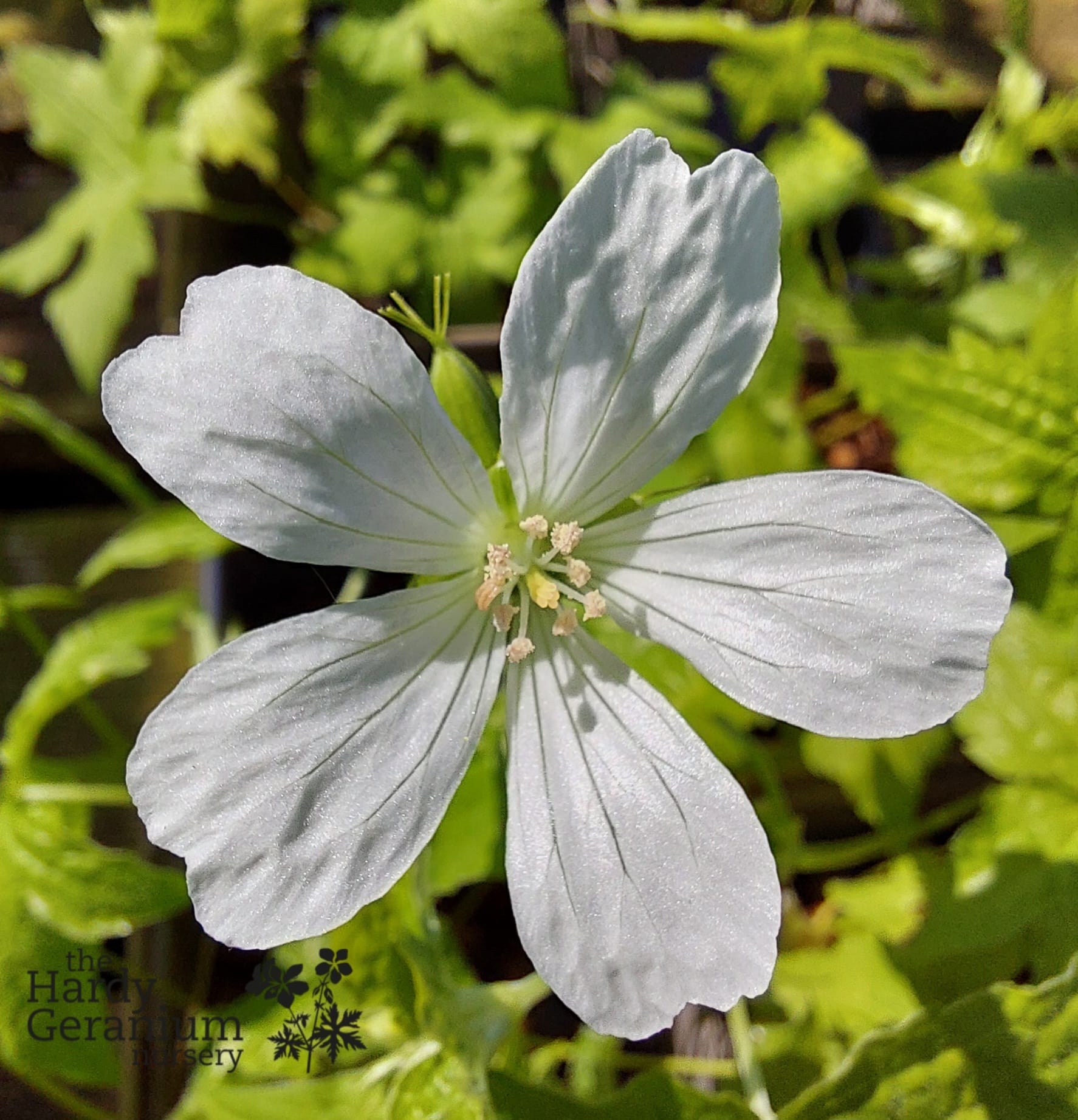 Geranium nodosum 'Wreighburn House White' • The Hardy Geranium Nursery