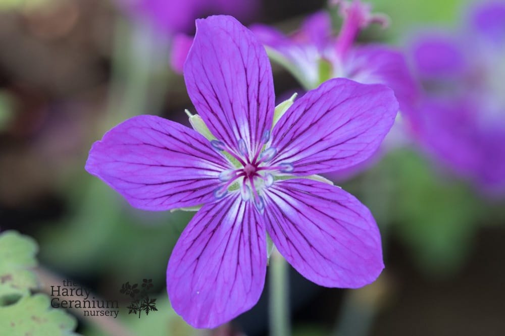 Geranium 'Lakwijk Star' • The Hardy Geranium Nursery