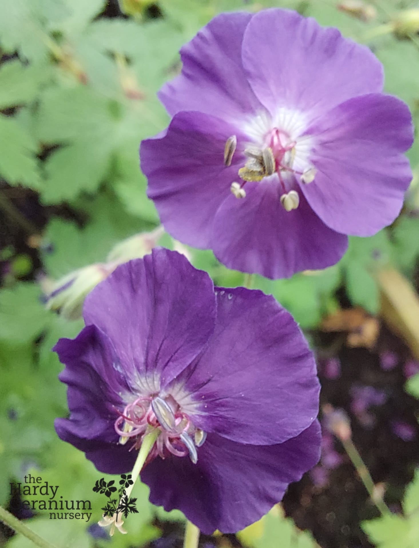 Geranium phaeum ‘Jensen's Purple’ • The Hardy Geranium Nursery