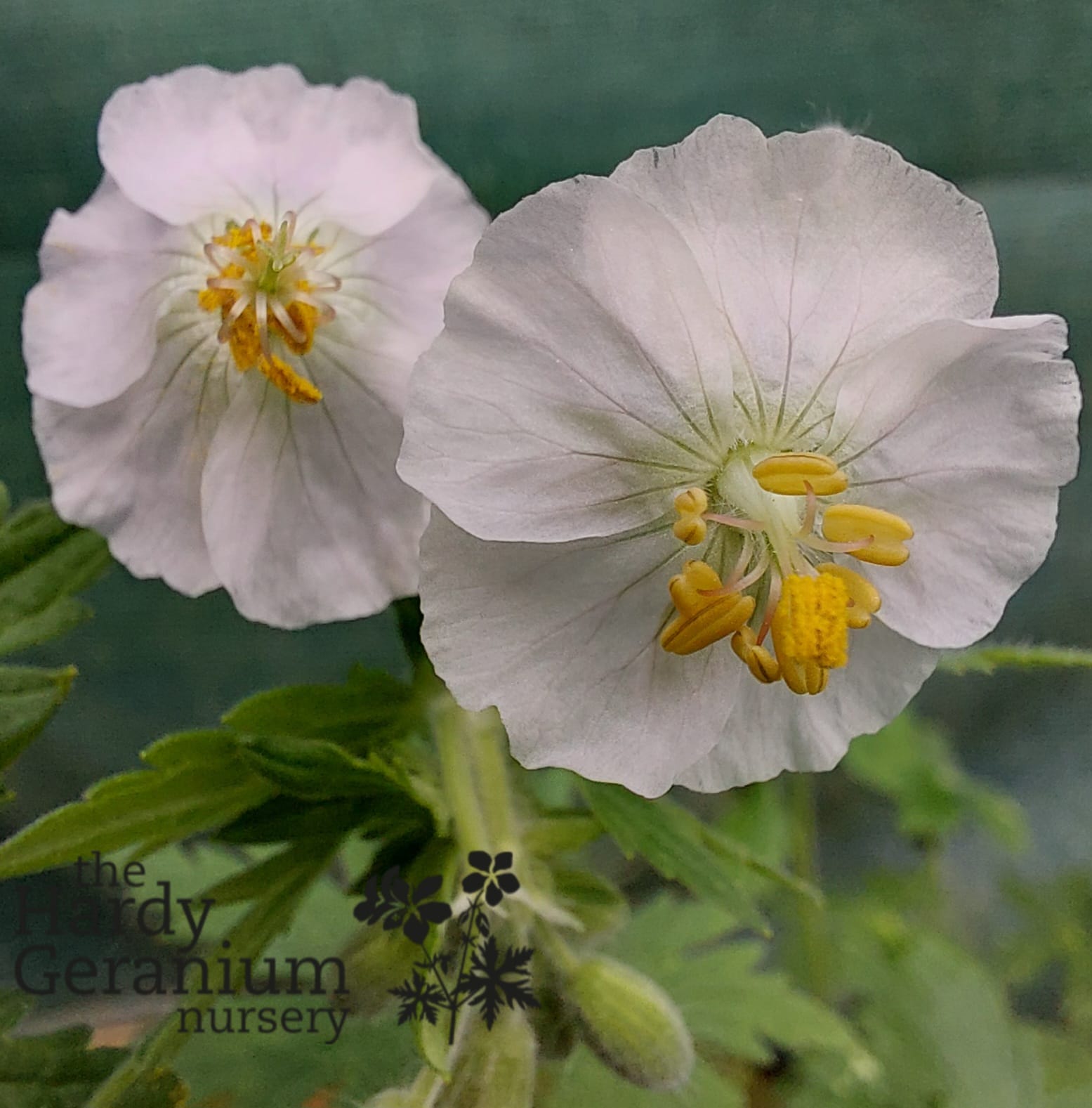 Geranium phaeum 'Green Ghost' • The Hardy Geranium Nursery