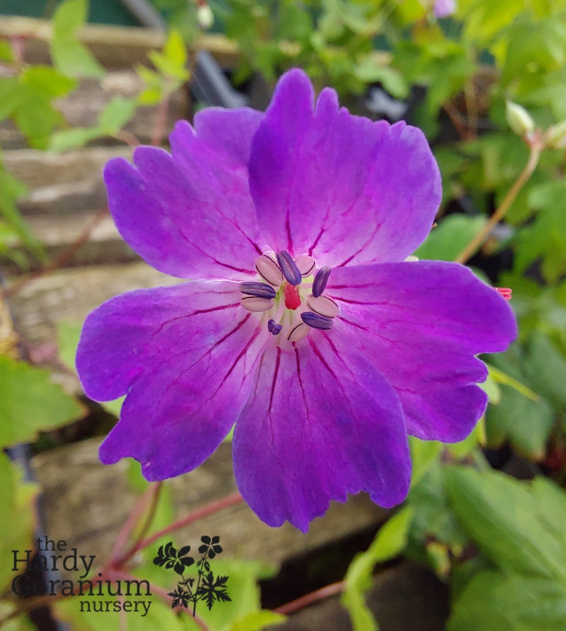 Geranium nodosum 'Swish Purple' • The Hardy Geranium Nursery